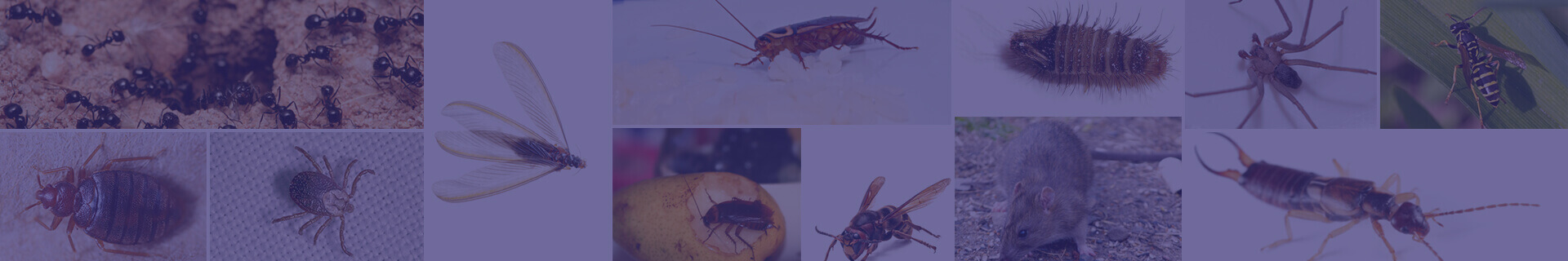 Extermital Termite & Pest Control | Dayton, OH | Cicada Killer Wasp