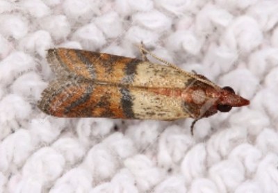 Extermital Termite & Pest Control | Dayton, OH | Pest Library