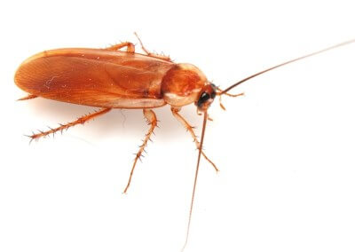 Extermital Termite & Pest Control | Mason, OH | Cockroaches