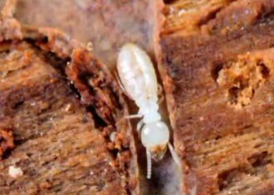 Extermital Termite & Pest Control | Dayton, OH | Pest Library